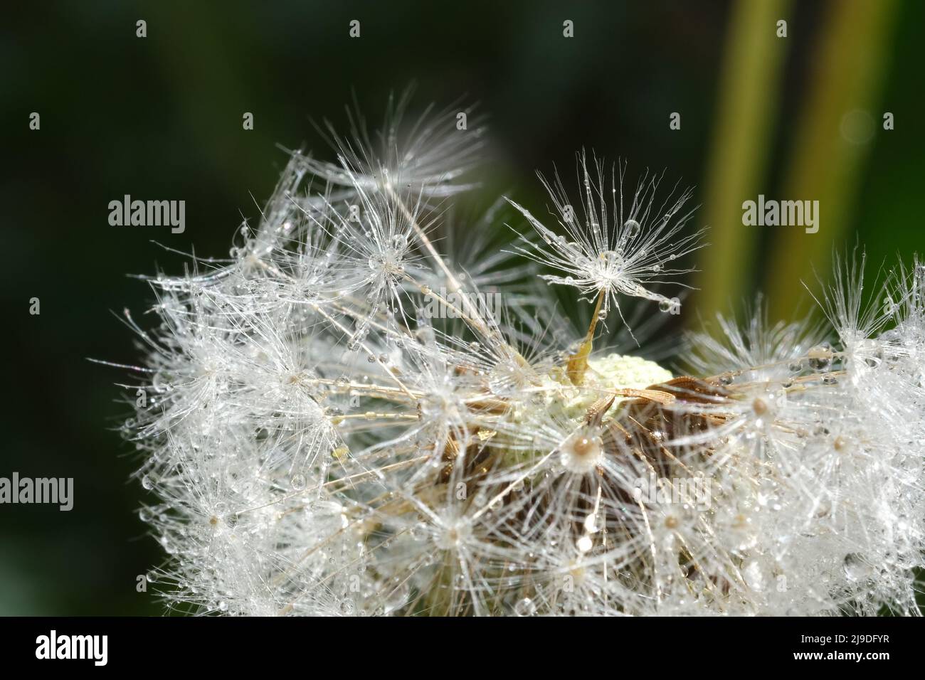 Close up macro image of dandelion seed head with delicate lace-like ...