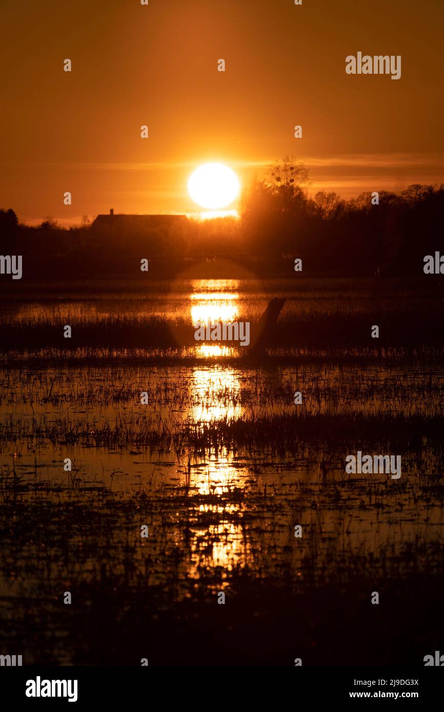 A scenic view of the red sunset reflecting on the swamp Stock Photo - Alamy