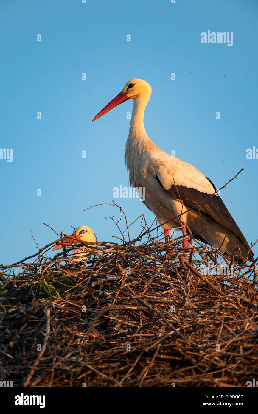 A solitary white stork on a huge nest, Chateau de la Riviere, Normandy ...