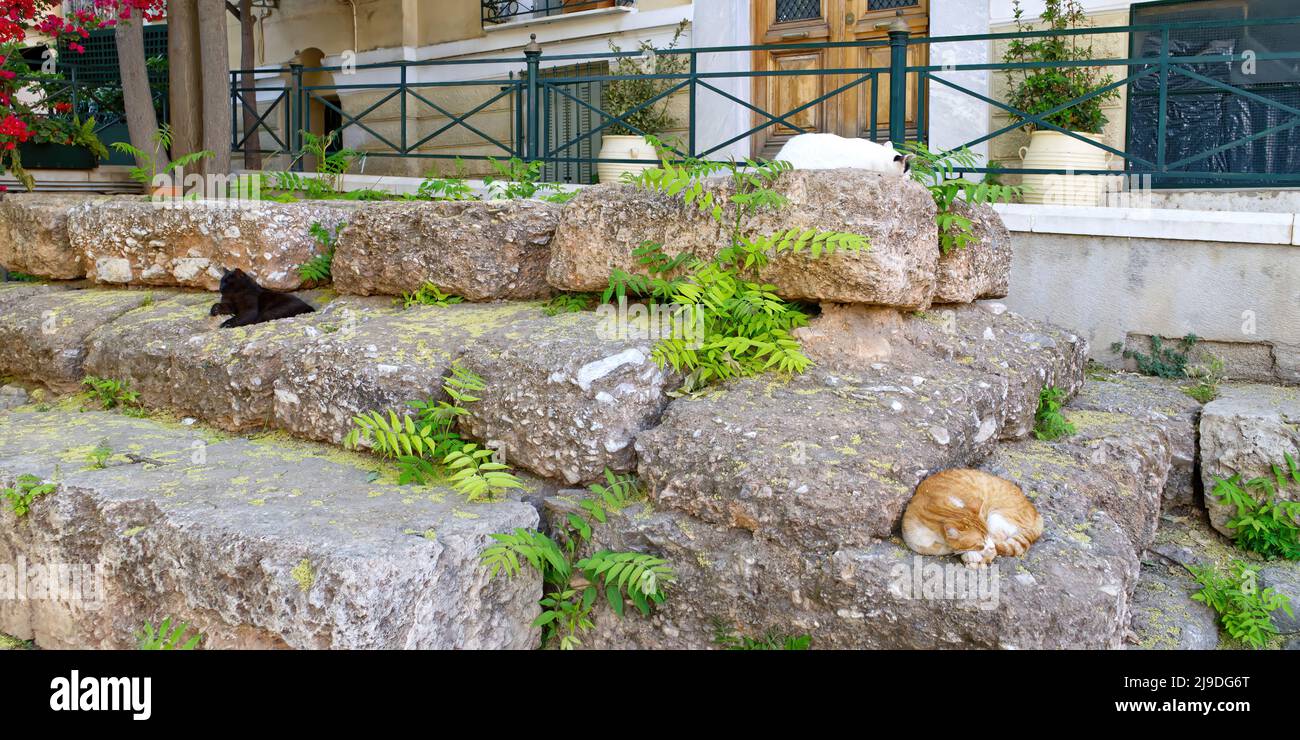 Cats rest on stone steps in a beautiful Greek courtyard Stock Photo - Alamy