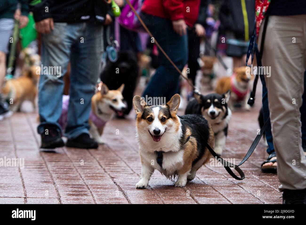 Corgis participate in a corgi parade in celebration of Queen Elizabeth ...