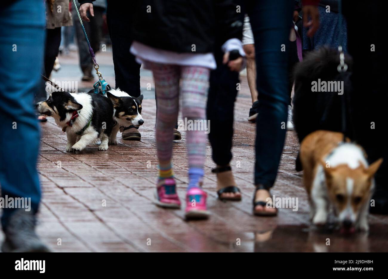 Corgis participate in a corgi parade in celebration of Queen Elizabeth ...