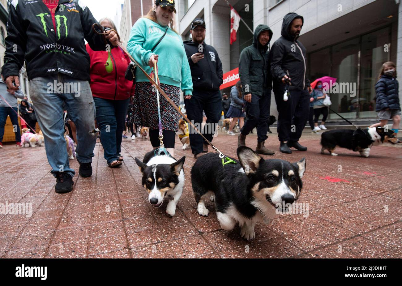 Corgi owners walk their dogs in a corgi parade in celebration of Queen ...