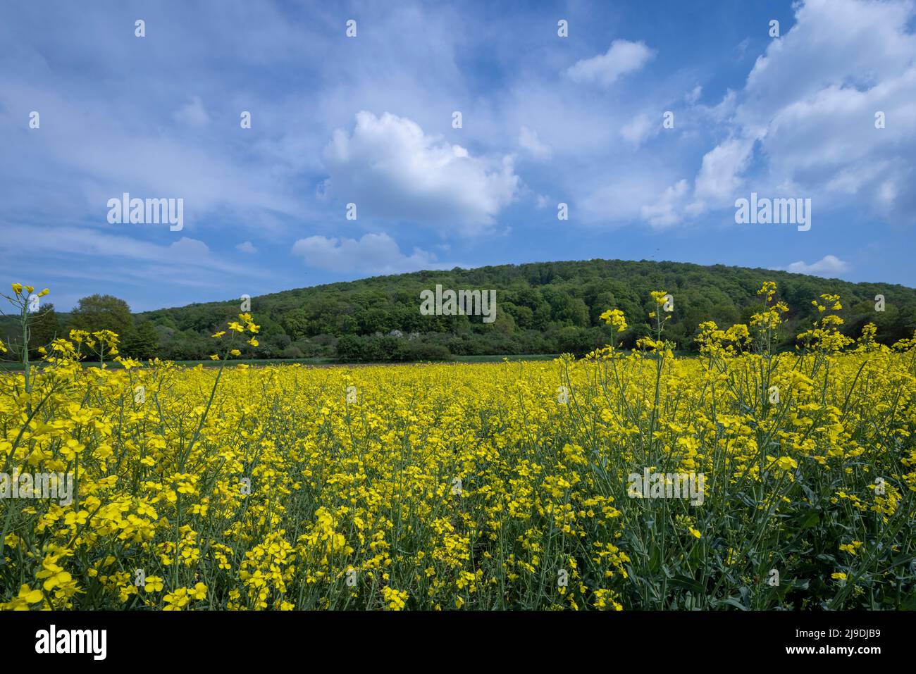 Rapeseed field germany hi-res stock photography and images - Alamy
