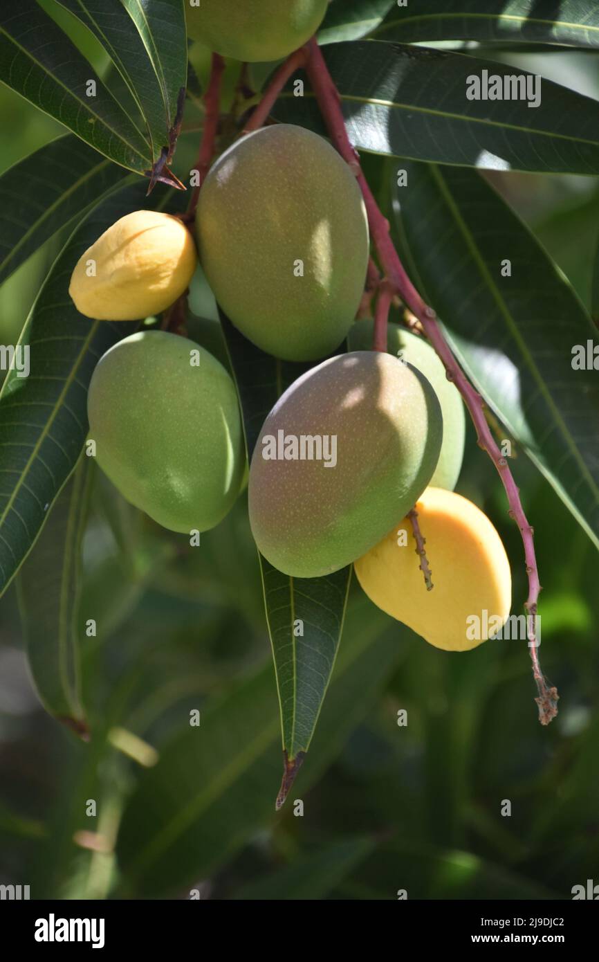 Mangos in a cluster turning ripe on a mango tree in a garden Stock ...