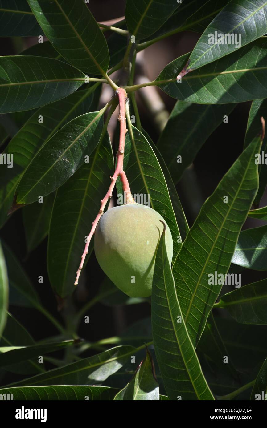 Green mango hanging on a mango tree ready to ripen Stock Photo - Alamy