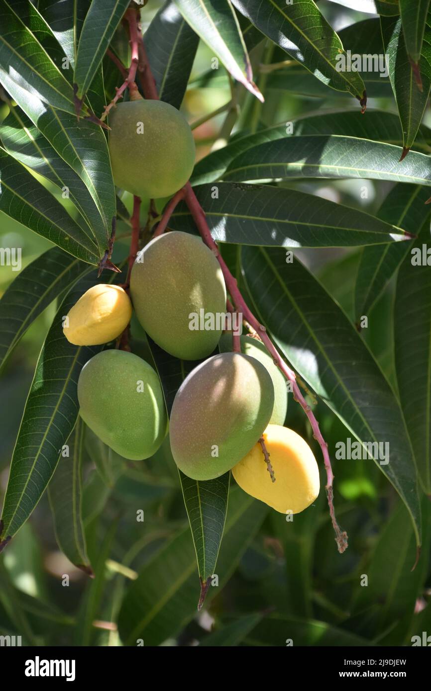 Tree with fresh hanging green and yellow mango fruit ripening Stock ...