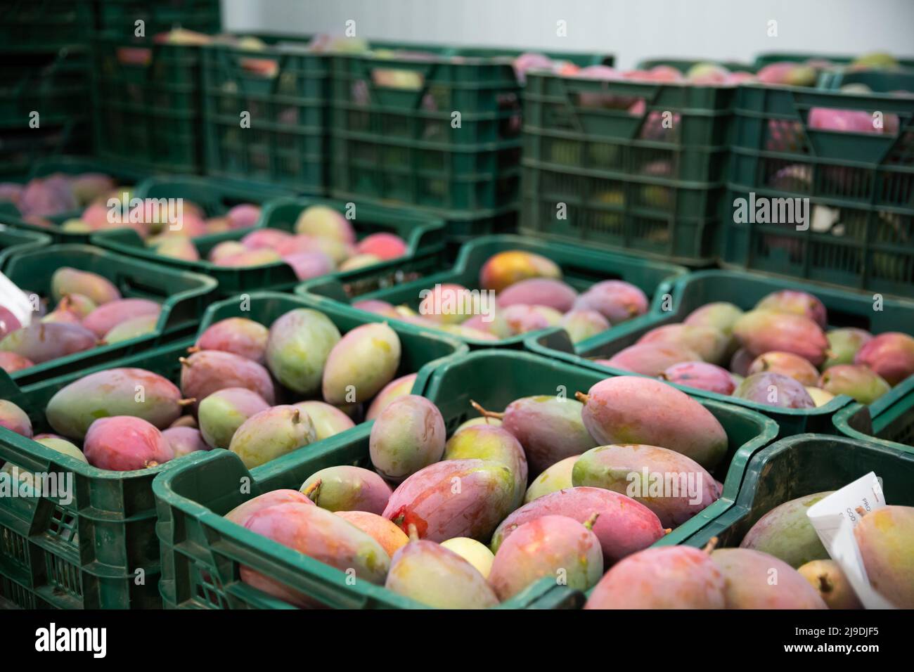 Mango in crates in fruit packaging warehouse Stock Photo - Alamy