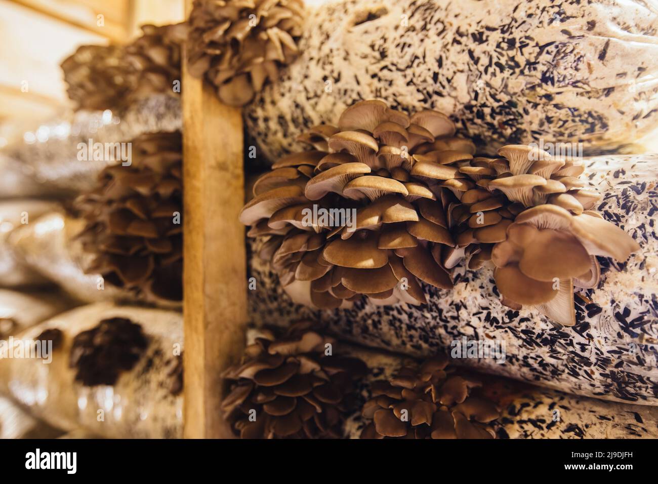 Oyster mushroom cultivation growing in farm on oil cake substrate Stock ...