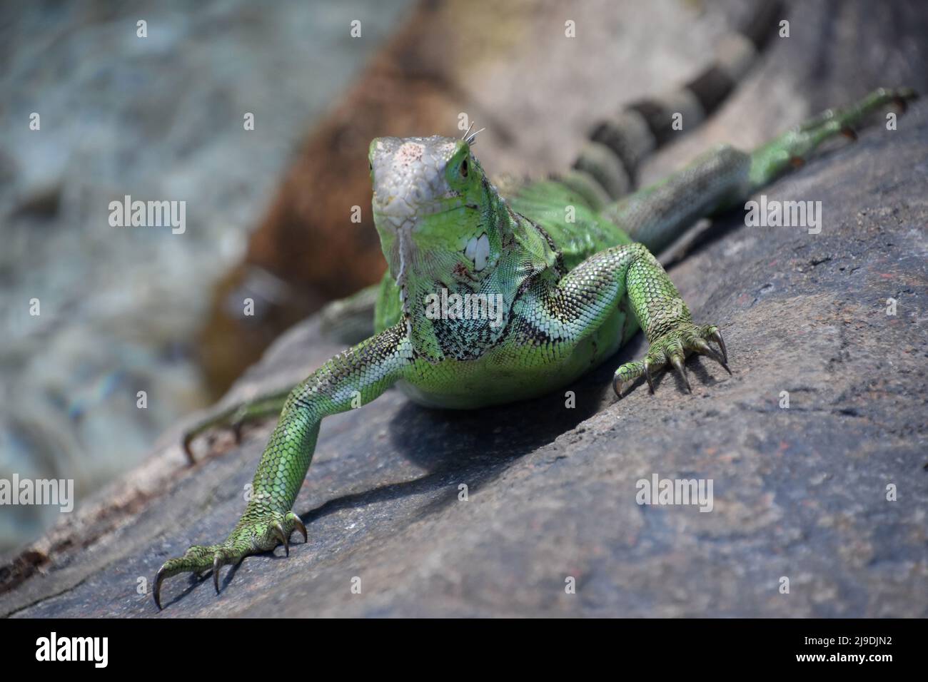 Large green iguana lizard with claws on a big rock Stock Photo - Alamy