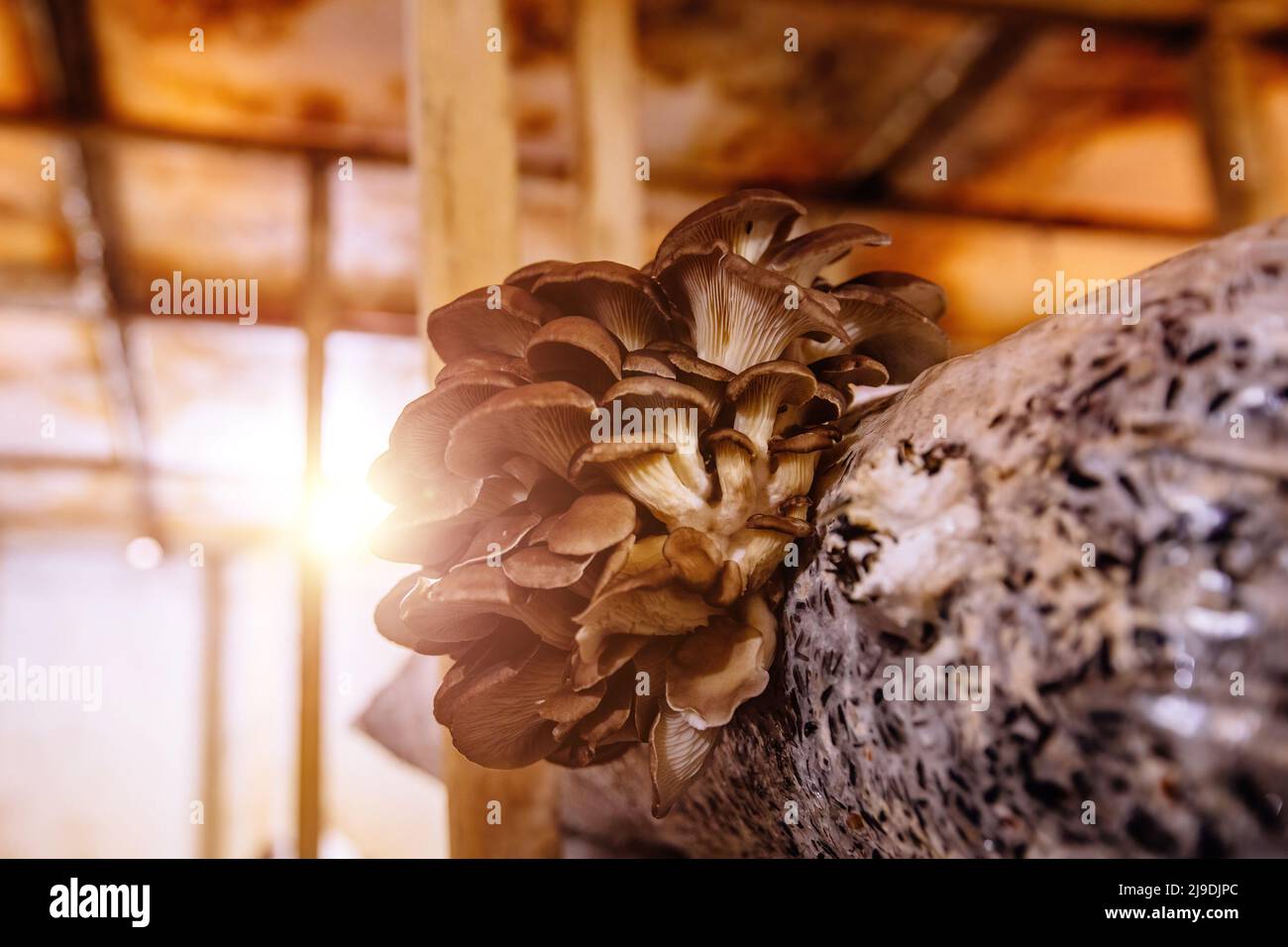 Mushroom cultivation hi-res stock photography and images - Alamy