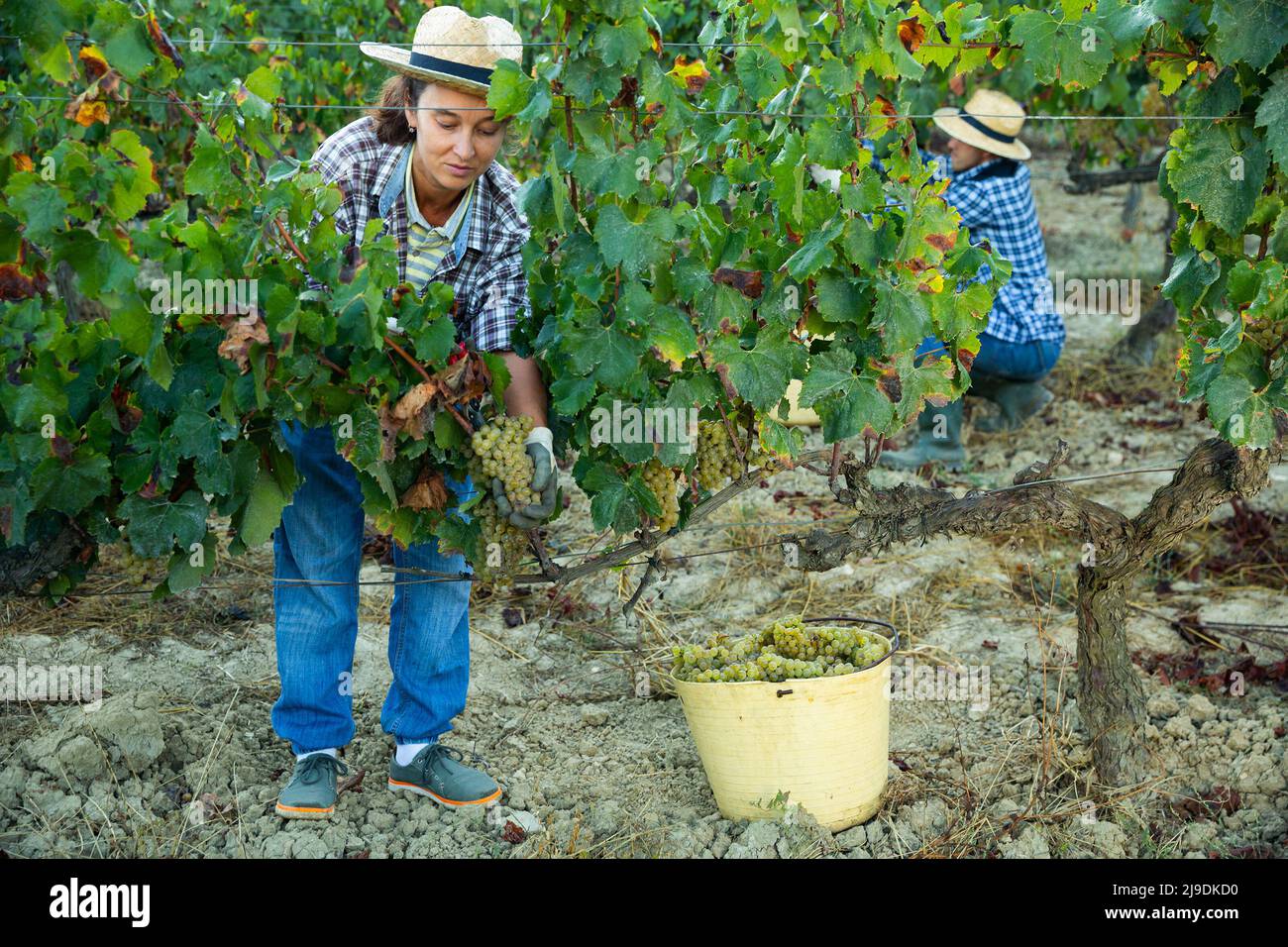 Woman in hat picking grapes hi-res stock photography and images - Alamy