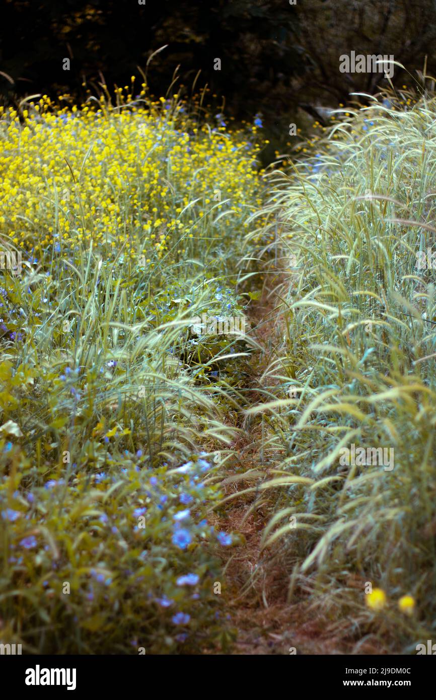 A walking path in tall grass Stock Photo - Alamy