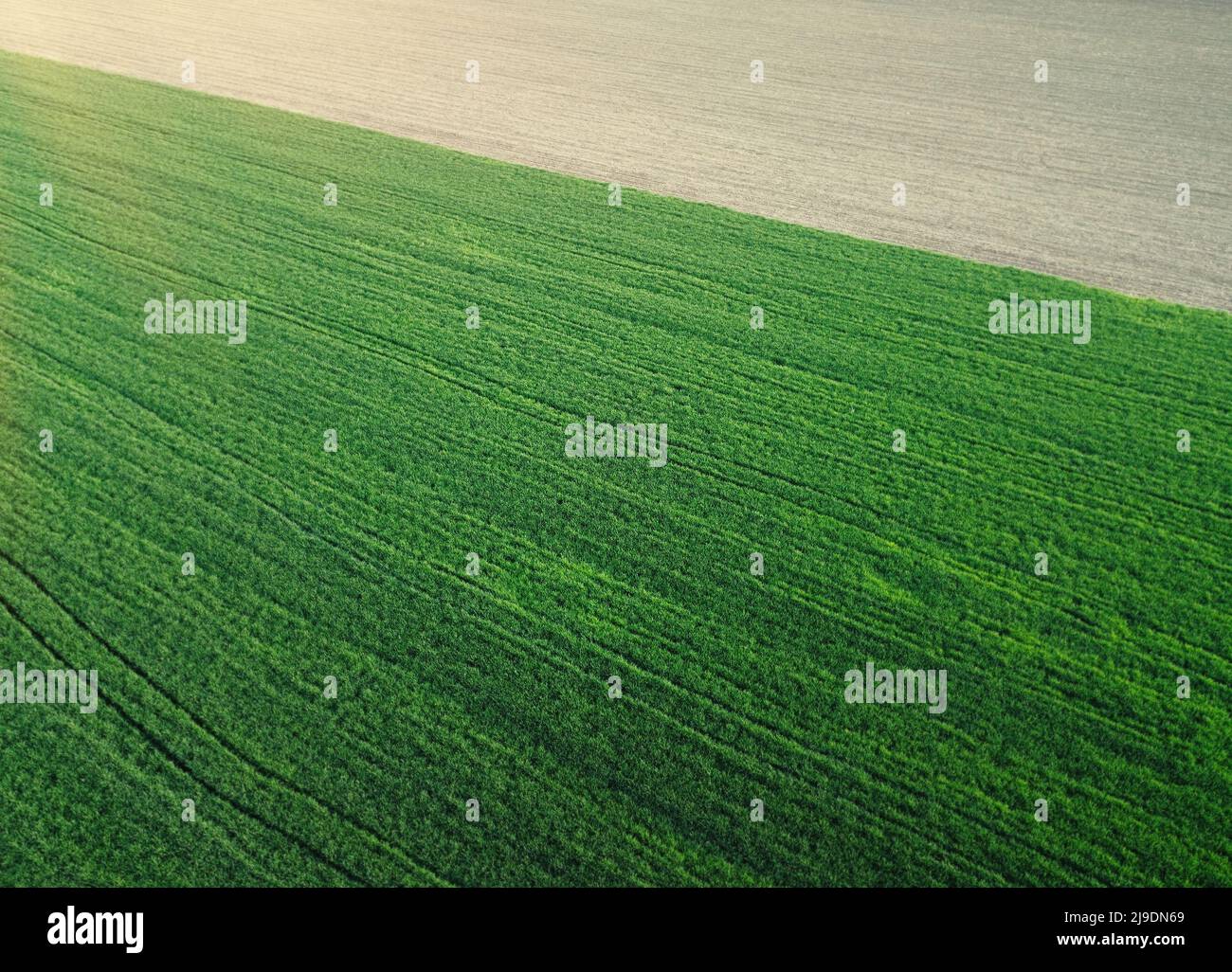 Aerial photography of young wheat field and arable crop land , natural ...