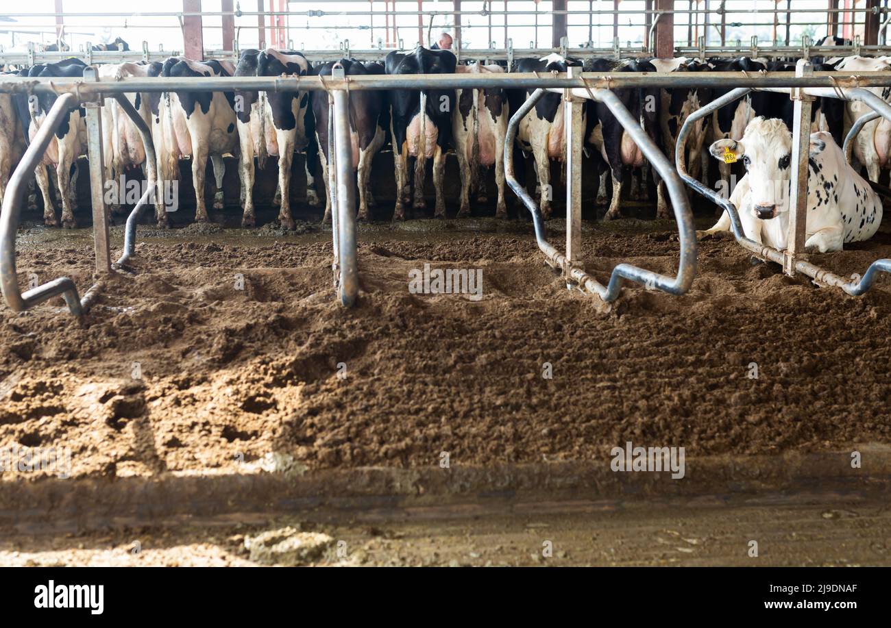 Rear view of dairy cows standing in stall at livestock farm Stock Photo ...