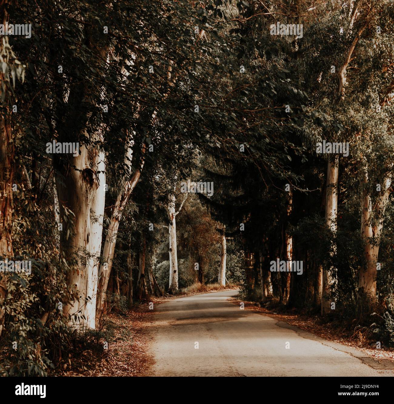 antalya, background, backwoods, beautiful, branch, calm, deep ...