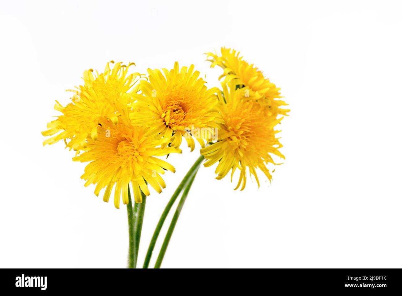 Five flowers hi-res stock photography and images - Alamy