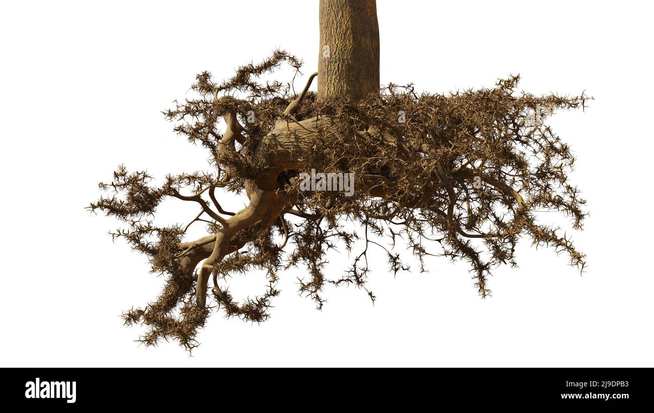 tree roots isolated on white background Stock Photo - Alamy