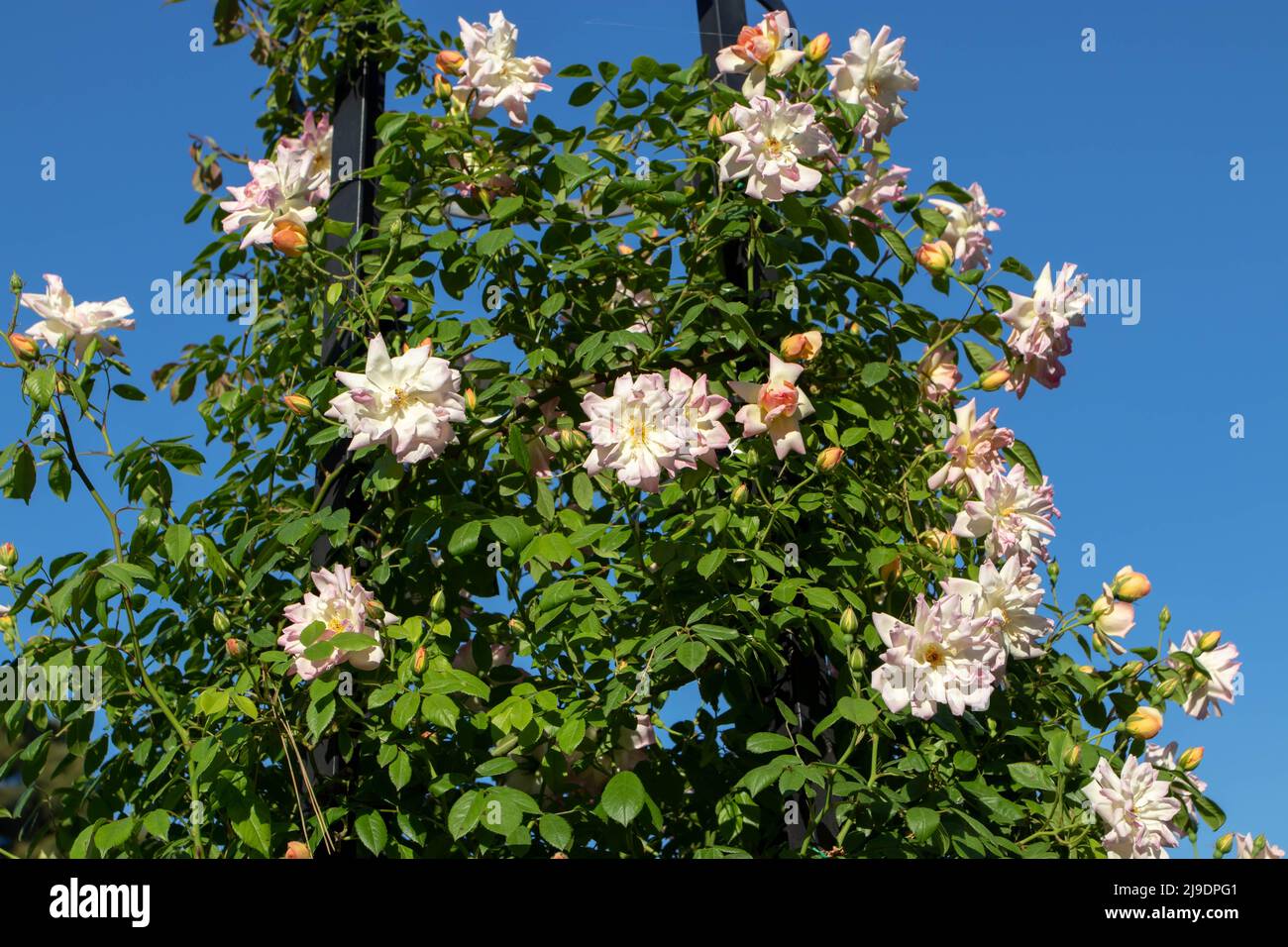 Pale pink climbing semi-double rose flowers in the sunny garden Stock ...