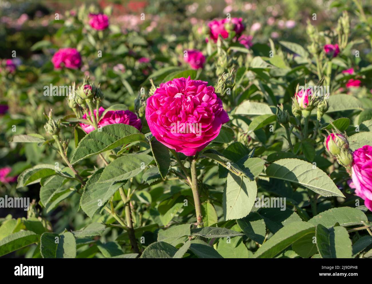 Floribunda shrub rose hi-res stock photography and images - Alamy