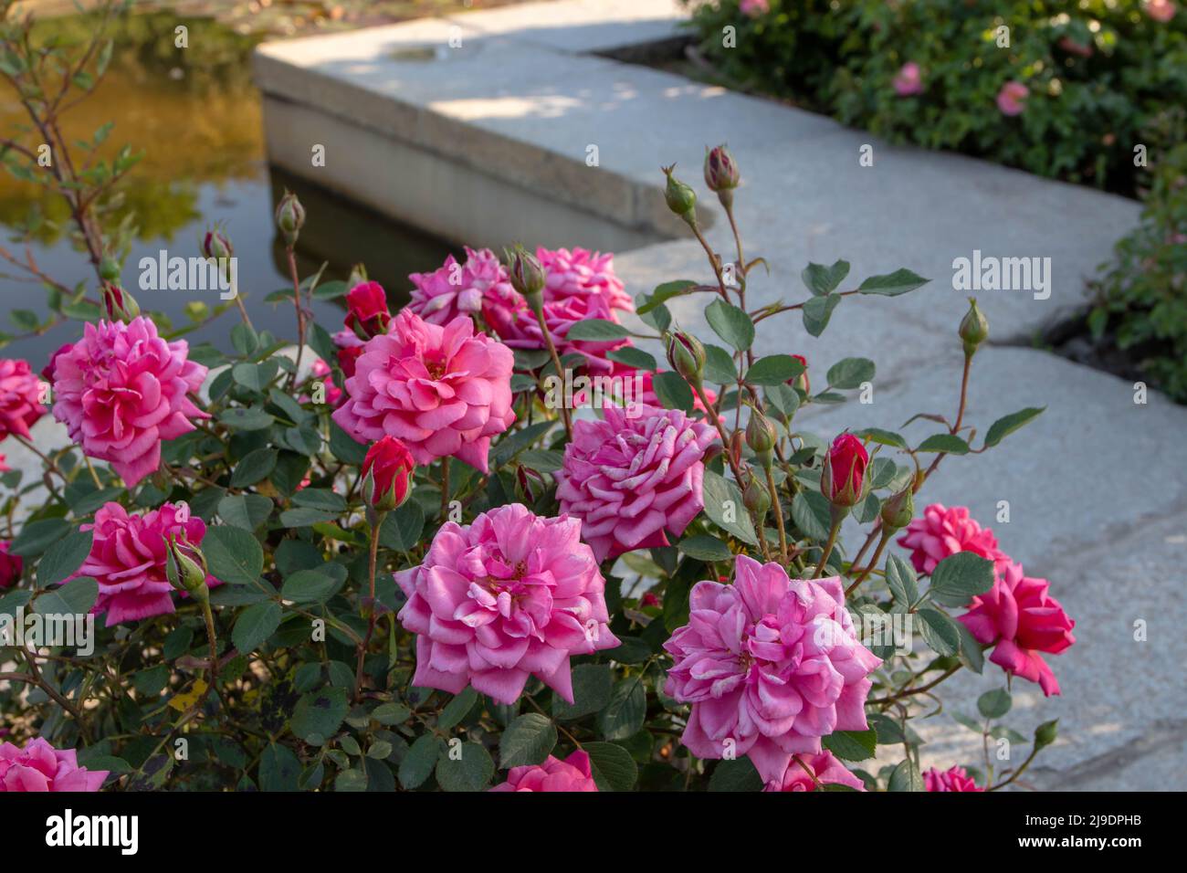 Dark pink floribunda shrub rose double flowers and buds in the garden ...