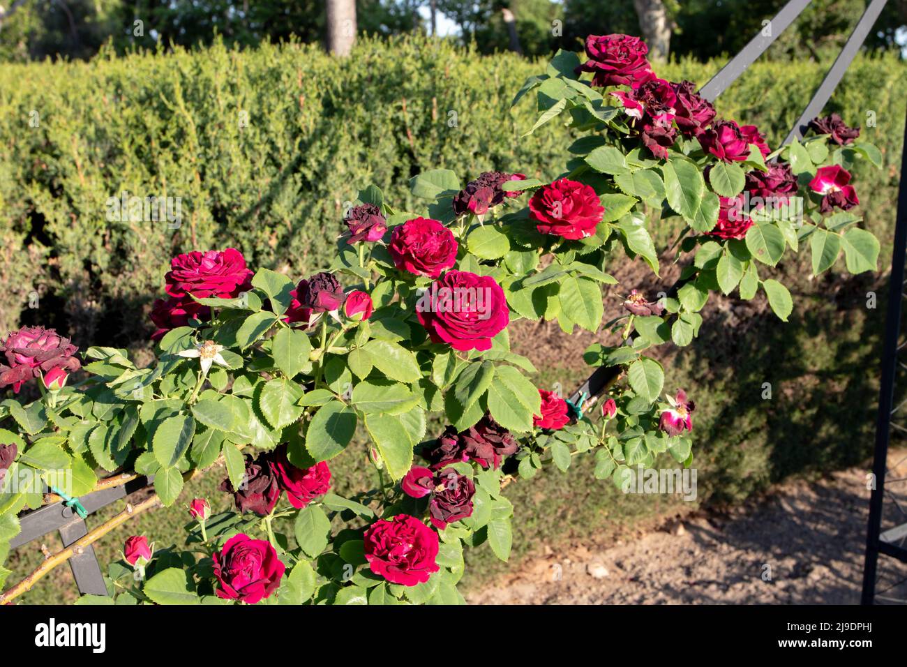 Dark red climbing rose flowers in the garden Stock Photo - Alamy