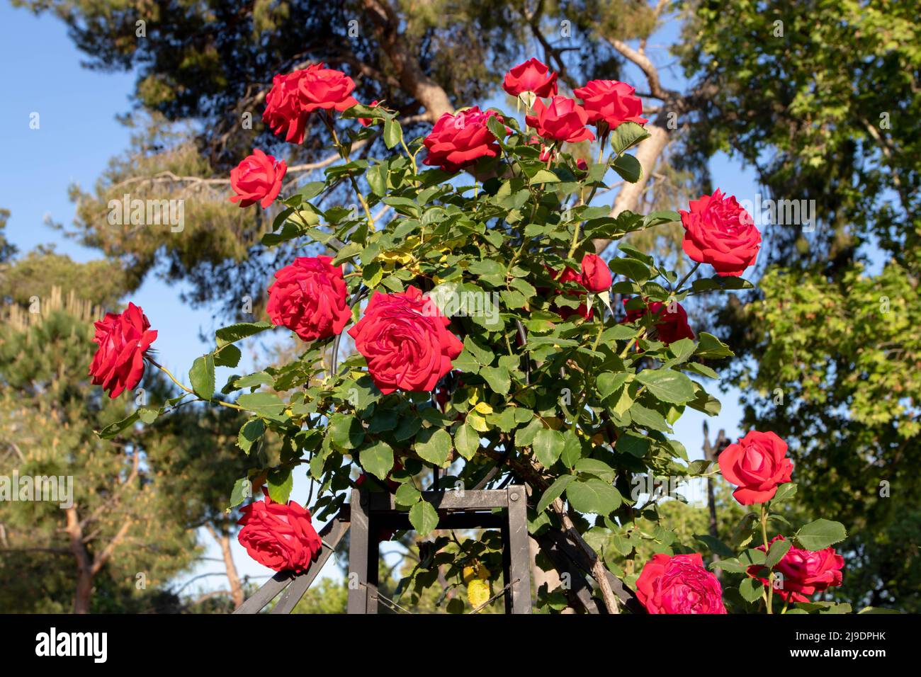 Red climbing rose hi-res stock photography and images - Alamy