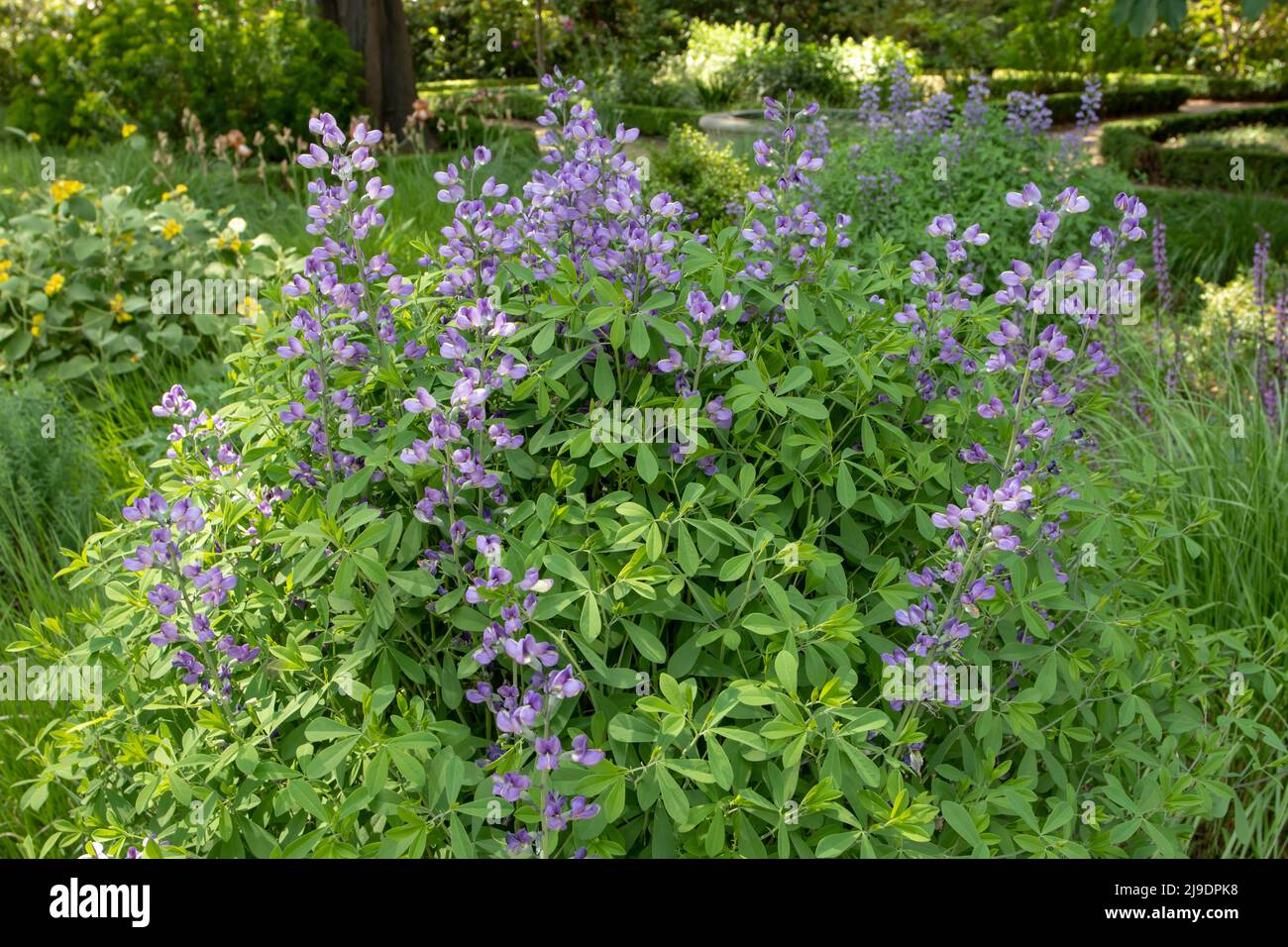 Baptisia australis or blue wild indigo or blue false indigo plant with ...
