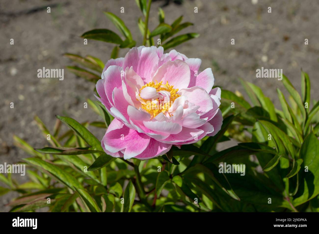Peony pale pink semi-double flower with yellow center and green lush ...