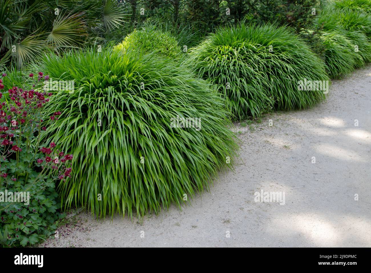 Japanese forest grass hi-res stock photography and images - Alamy