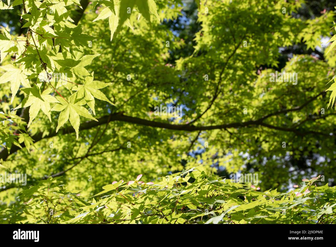 Acer palmatum,Japanese maple,palmate maple or smooth Japanese maple ...