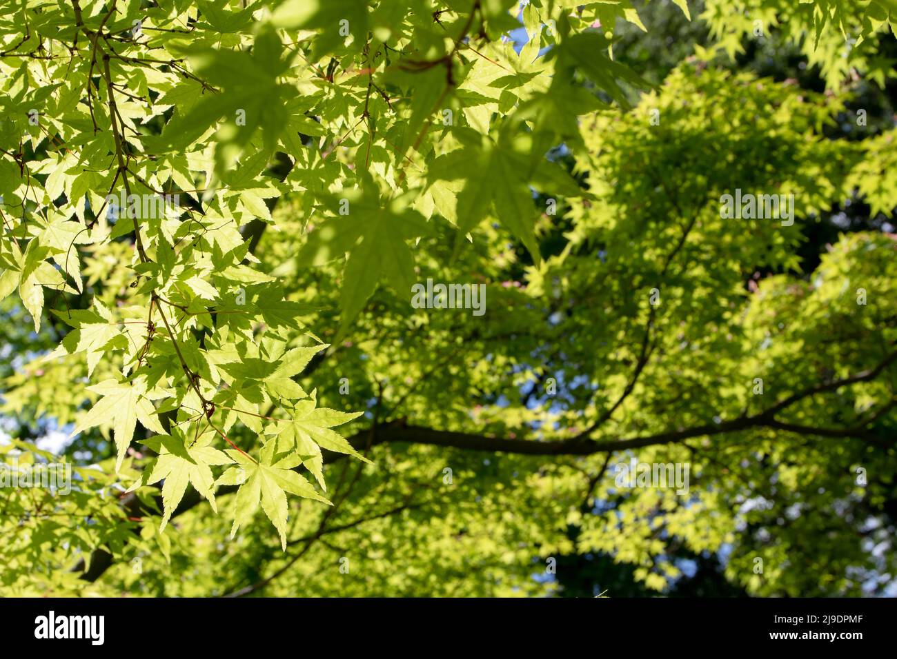 Acer palmatum,Japanese maple,palmate maple or smooth Japanese maple ...