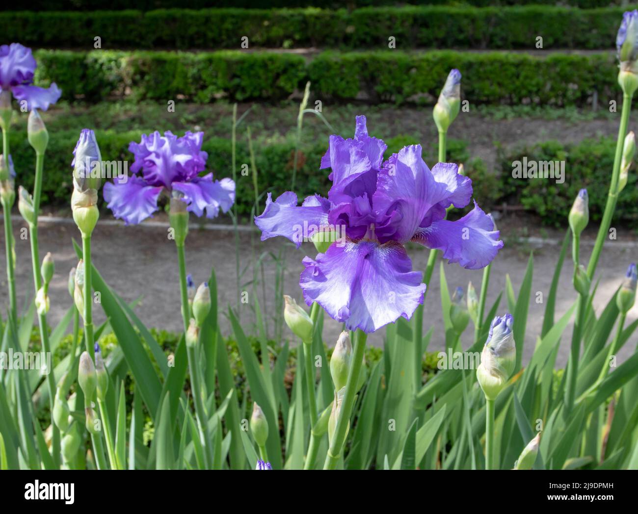 Bearded iris cultivar flowers with blue standards, blue falls with ...