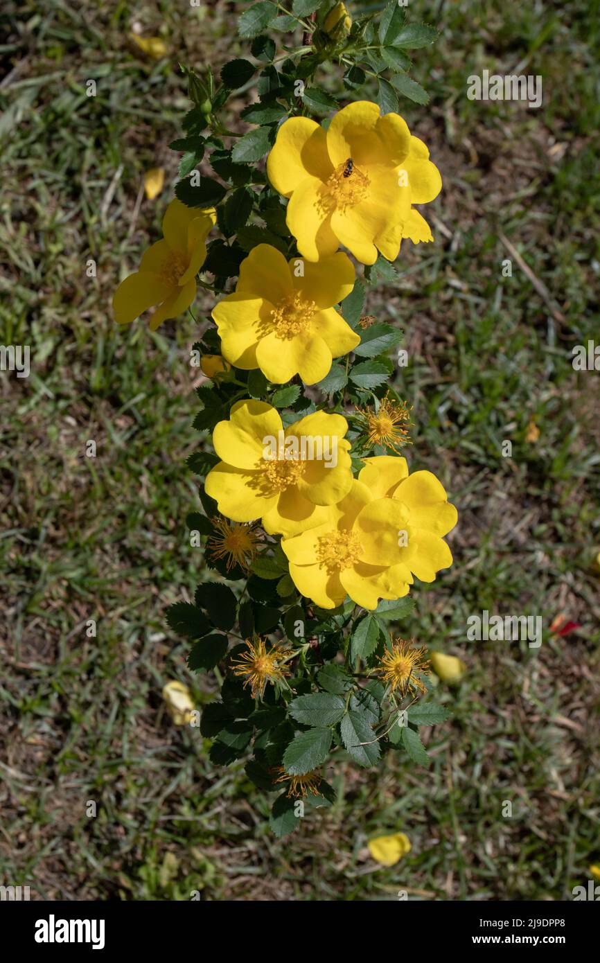 Persian yellow rose hi-res stock photography and images - Alamy