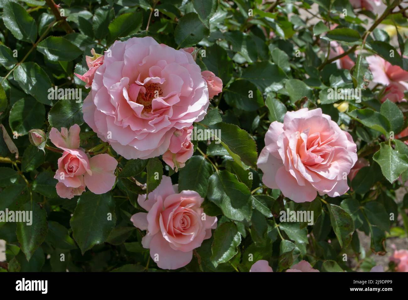 Light pink floribunda rose flowers in the garden Stock Photo - Alamy
