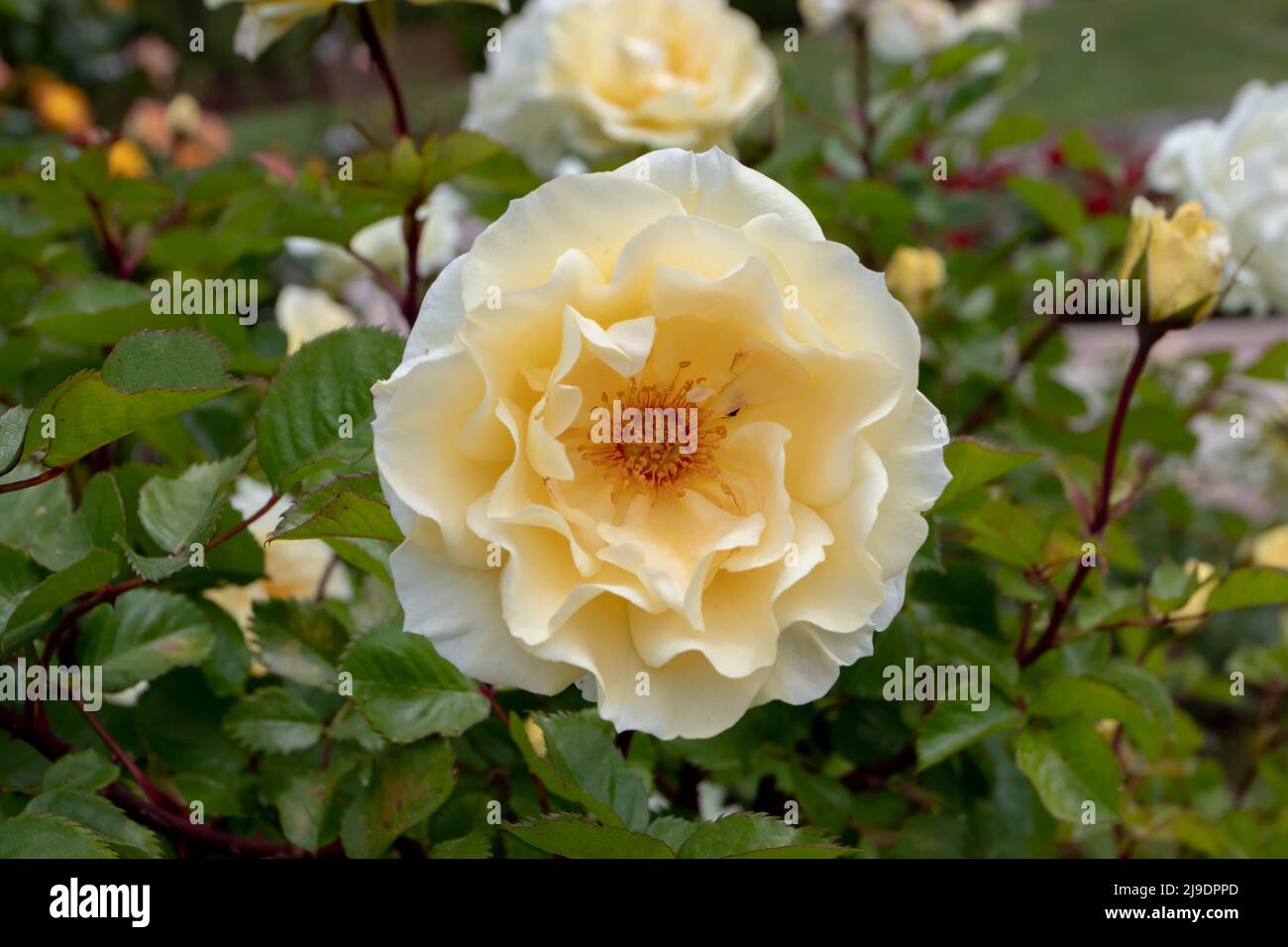 Rose double flower hi-res stock photography and images - Alamy