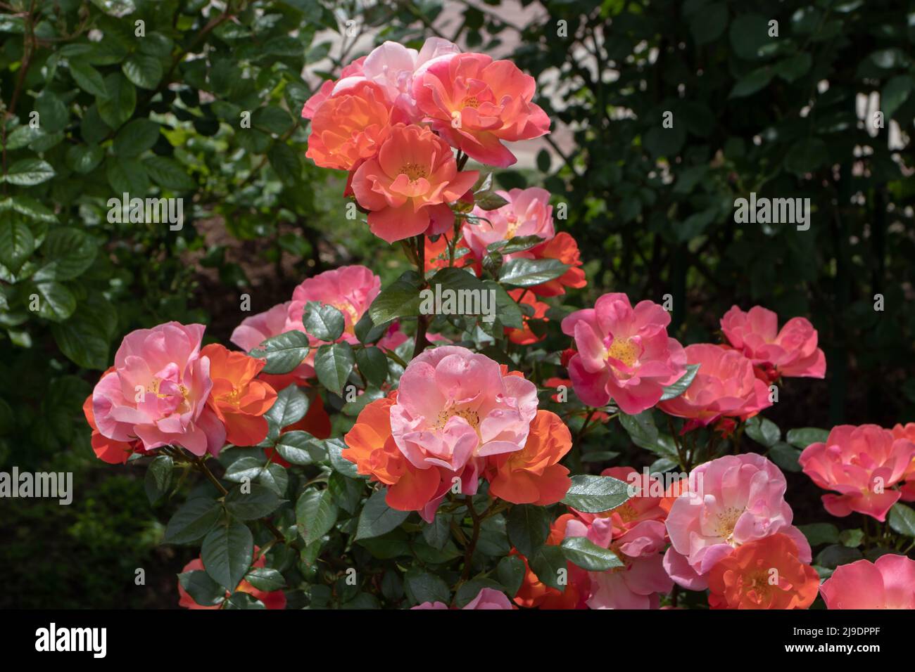 Shrub rose semi-double salmon flowers in the sunny garden. Abundant ...