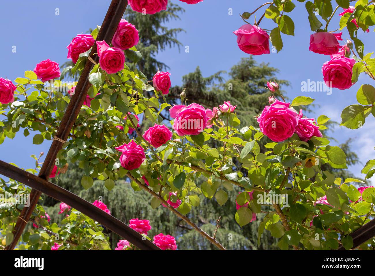 Hanging plant pergola hi-res stock photography and images - Alamy