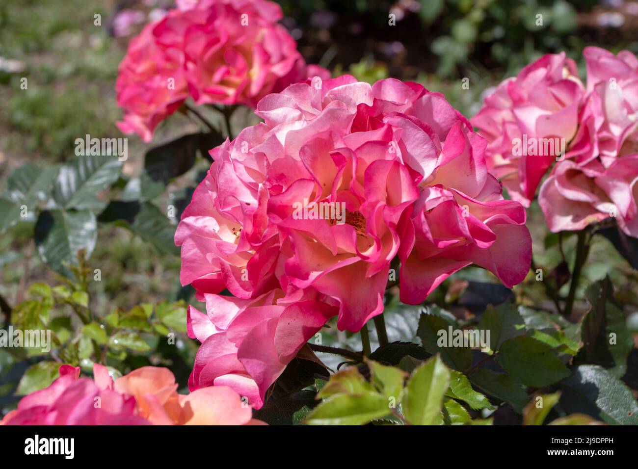 Shrub rose multicolored pink flowers in the sunny garden. Abundant ...