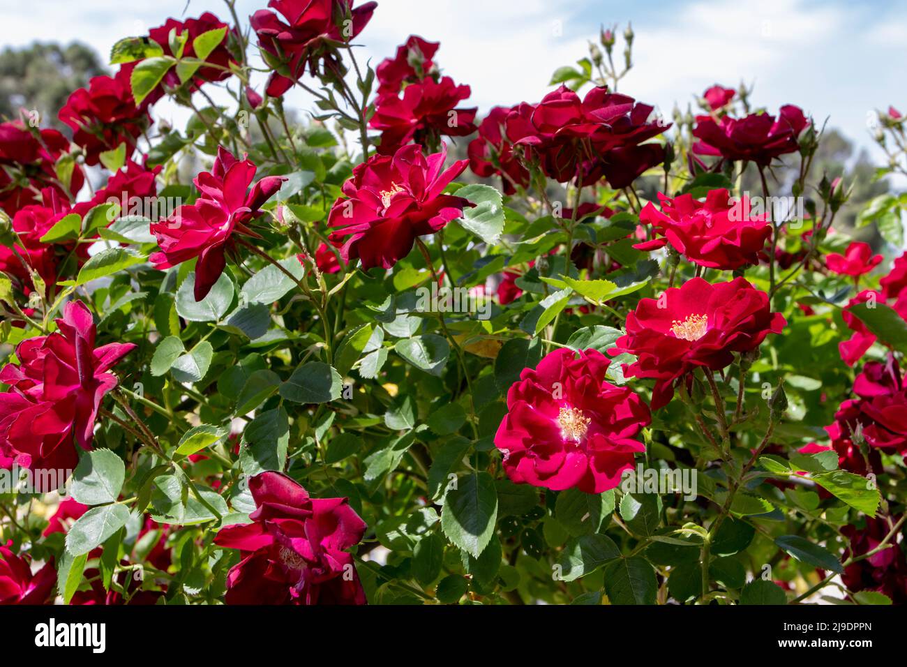 Dark red climbing semi-double rose flowers in the sunny garden Stock ...