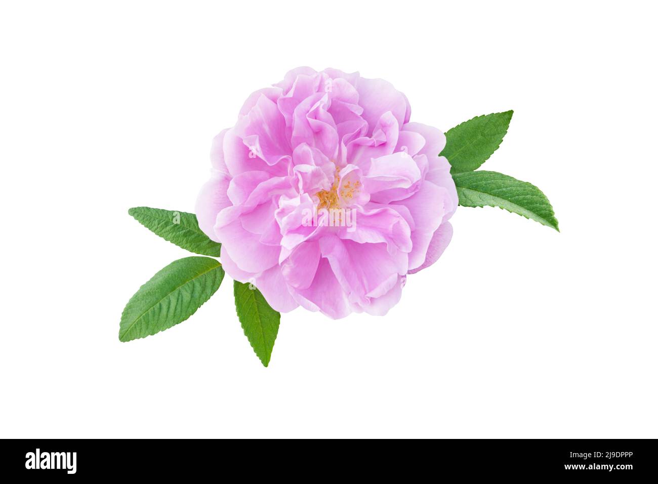 Old fashioned pale pink shrub rose aromatic flower isolated on white ...