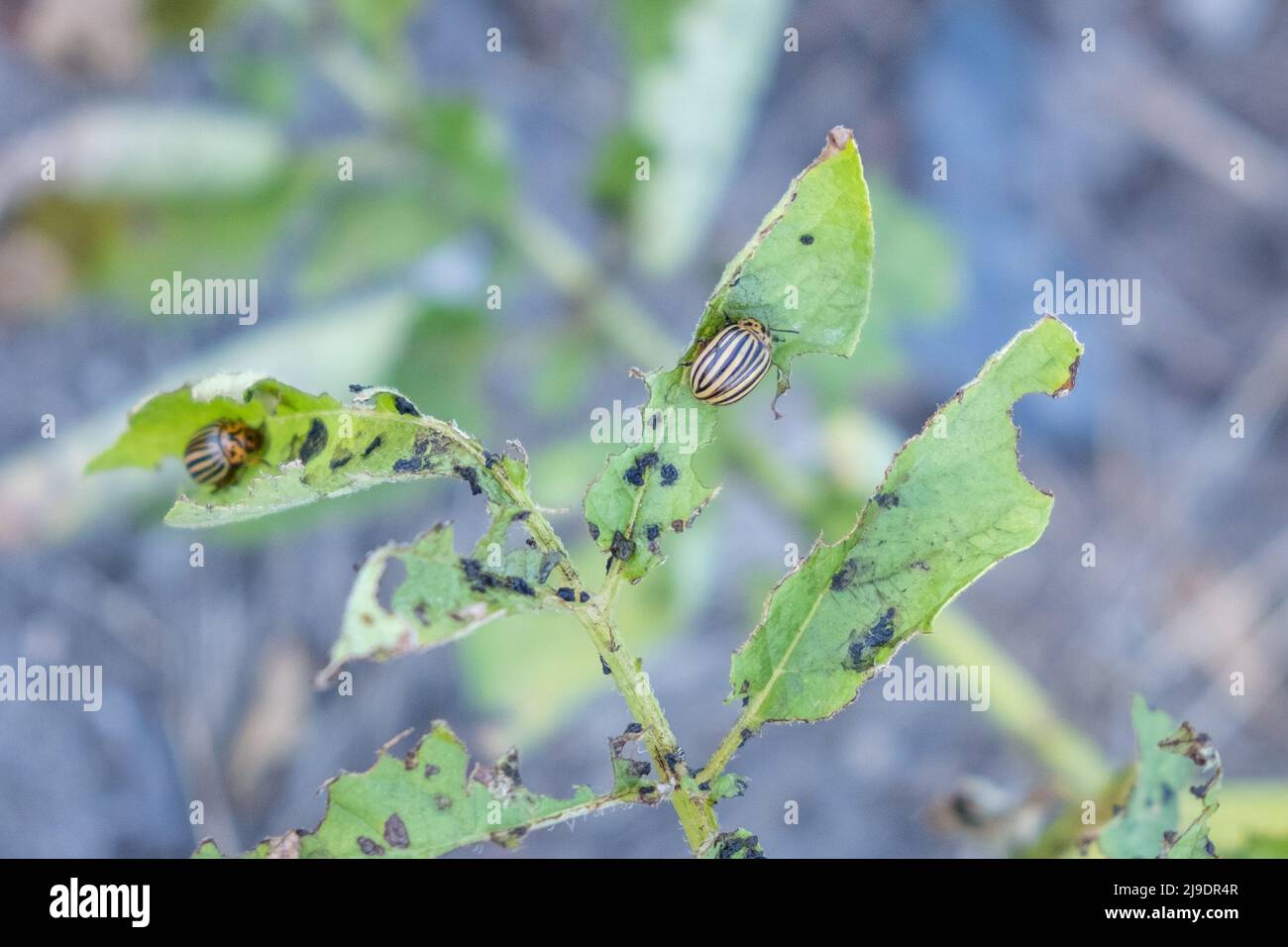 Potato plant damage closeup hi-res stock photography and images - Alamy