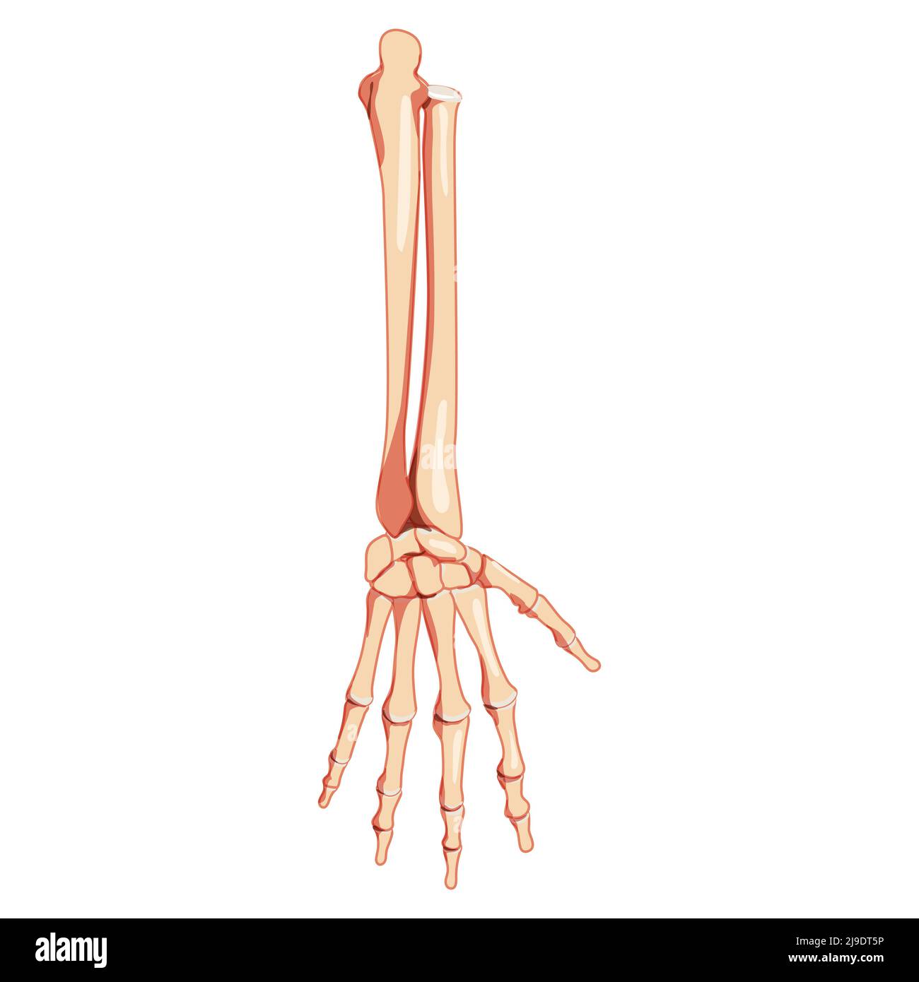 Forearms Skeleton Human back view. Set of ulna, radius, hand, carpals ...