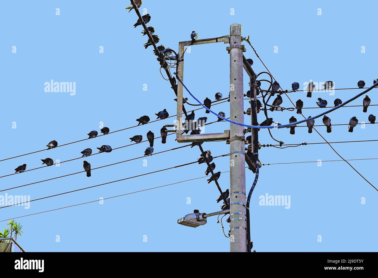 Electricity poles and high voltage cables on the poles. Birds pigeons ...