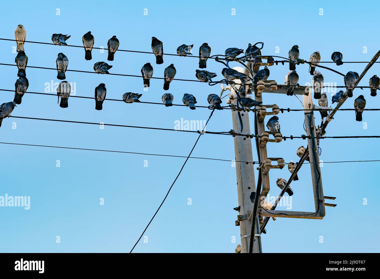 Electricity poles and high voltage cables on the poles. Birds pigeons ...