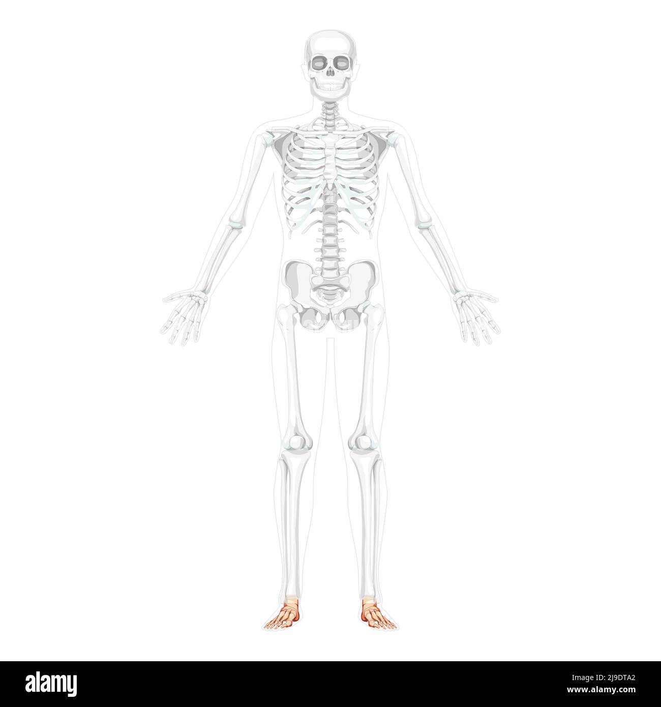 Human Skeleton Drawing Pose