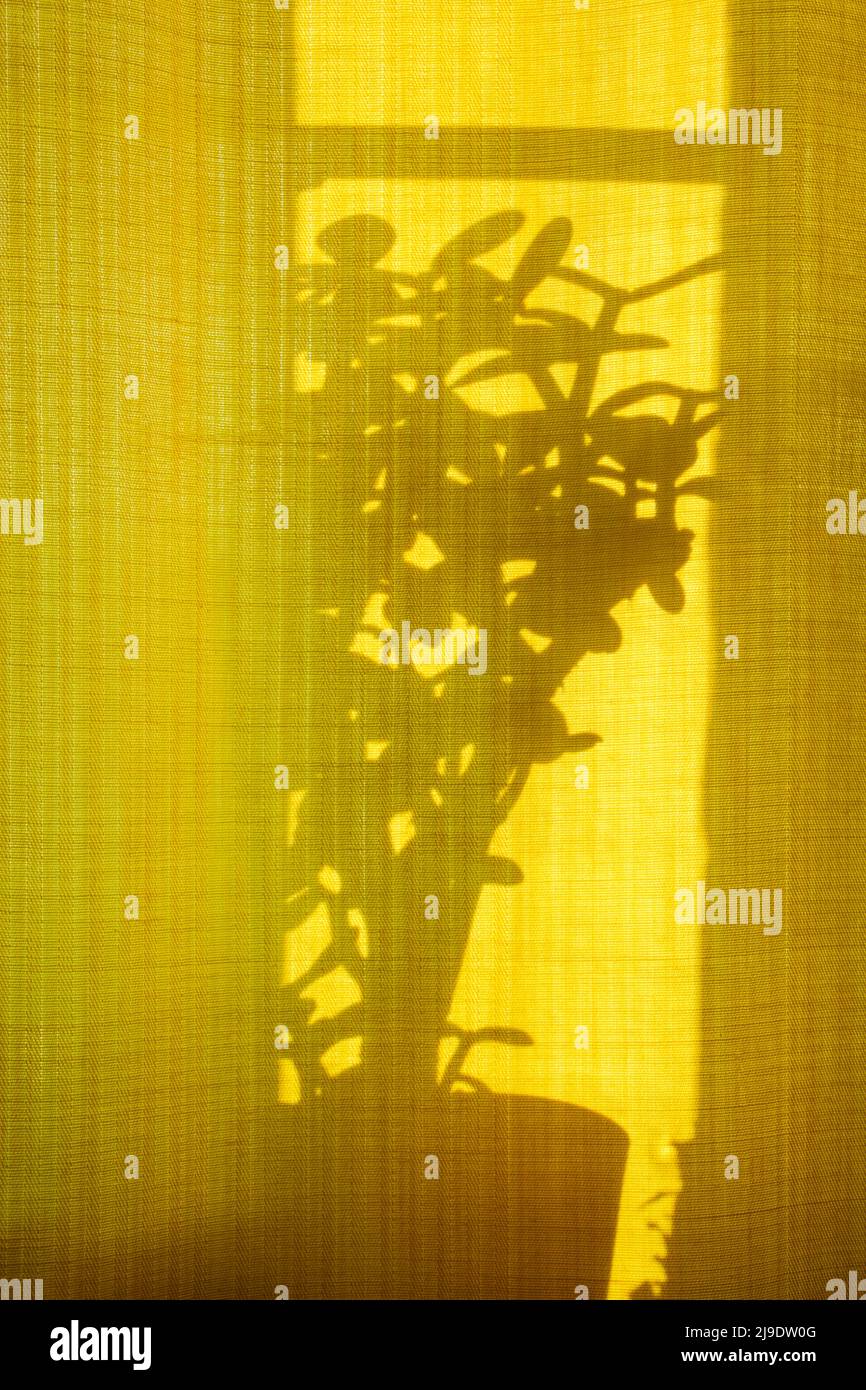 Shadow plant hi-res stock photography and images - Alamy