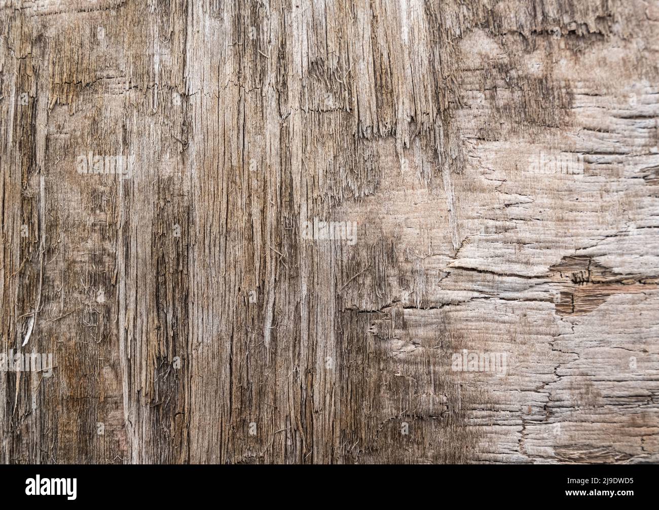 texture of bark wood use as natural background. High quality photo ...
