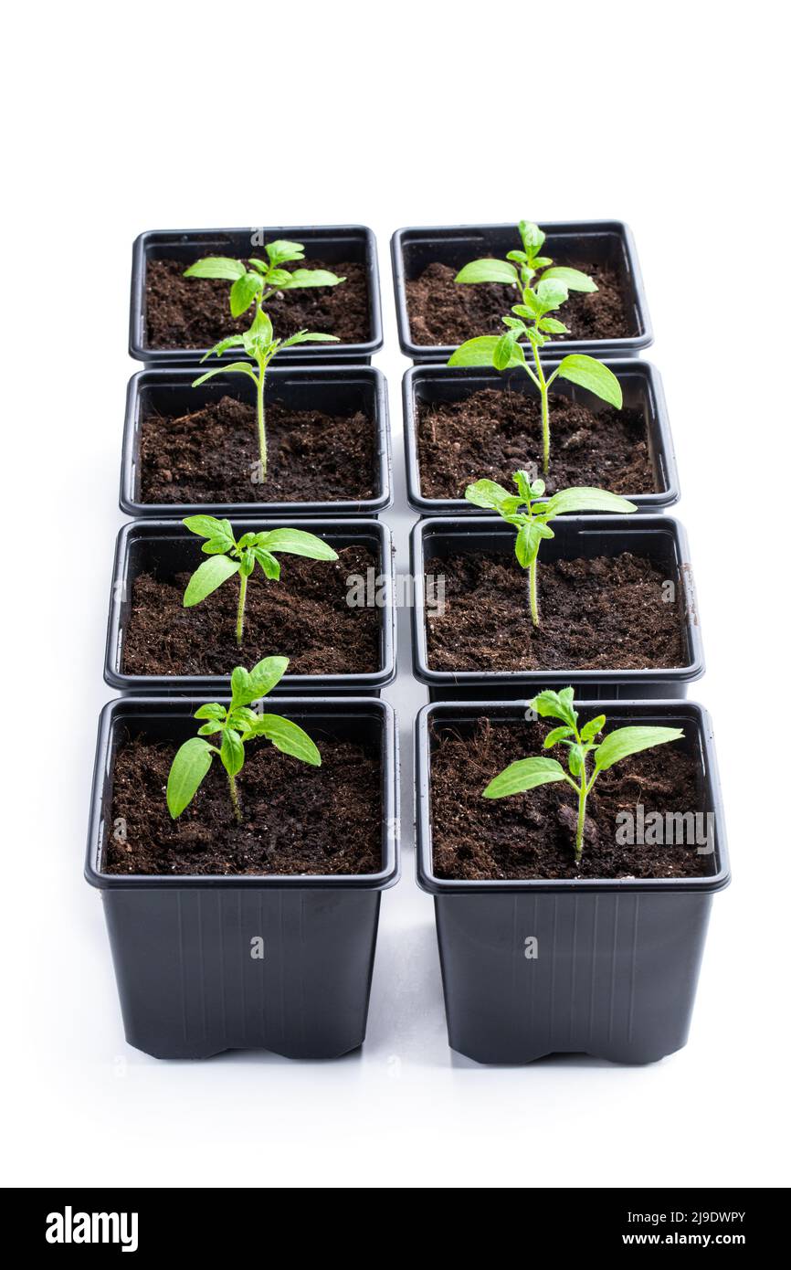 Early tomato sprout in plastic pots grown from seeds isolated on white ...