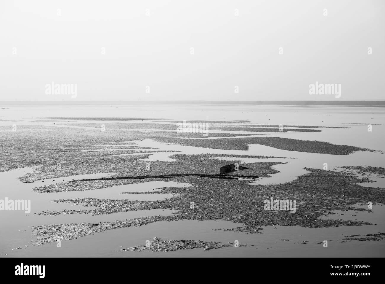 The beautiful and curious tidal mud flat Stock Photo - Alamy